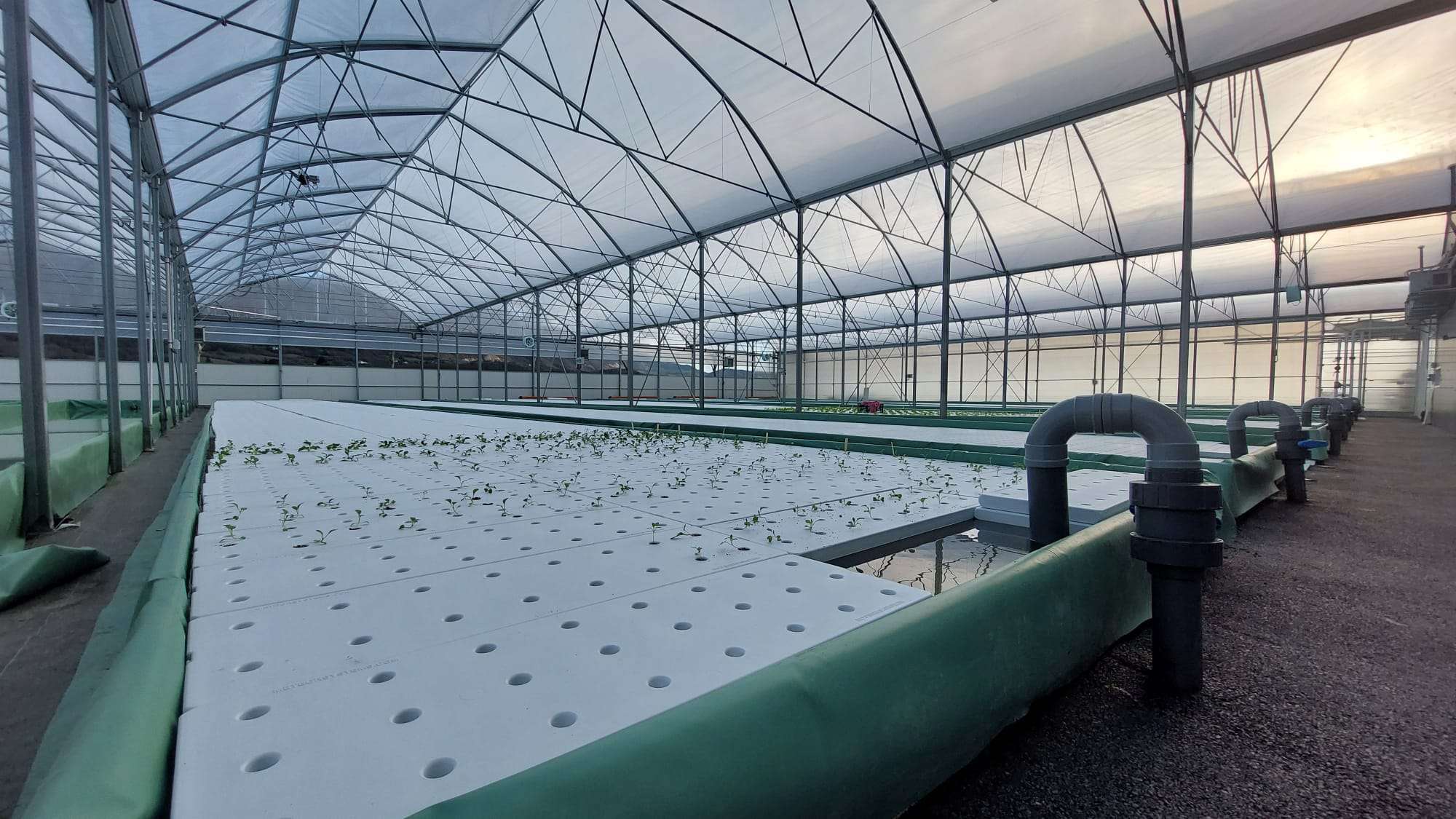 Une serre spécifiquement développée pour l'aquaponie - Richel Group